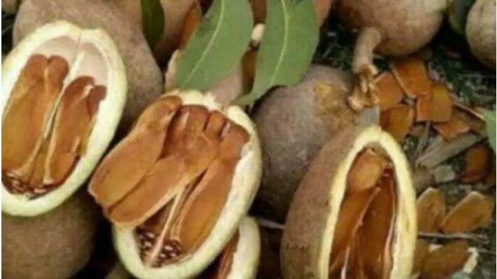 Ternyata Buah Mahoni Bisa Jadi Obat Kanker, Ini Penjelasannya - Fakta ...